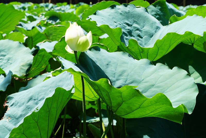 Hue Glows with White Lotus Blossoms in June