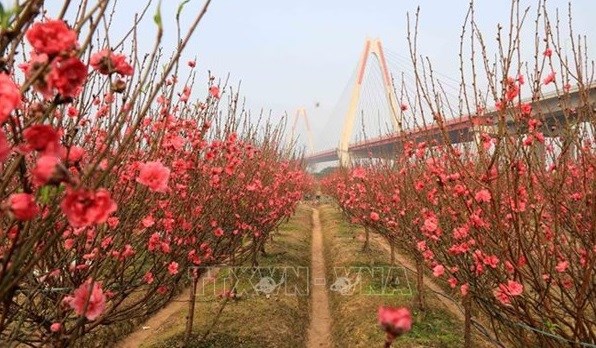 La signification de la fleur de pêcher