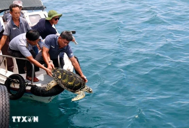 Rare sea turtles released to nature