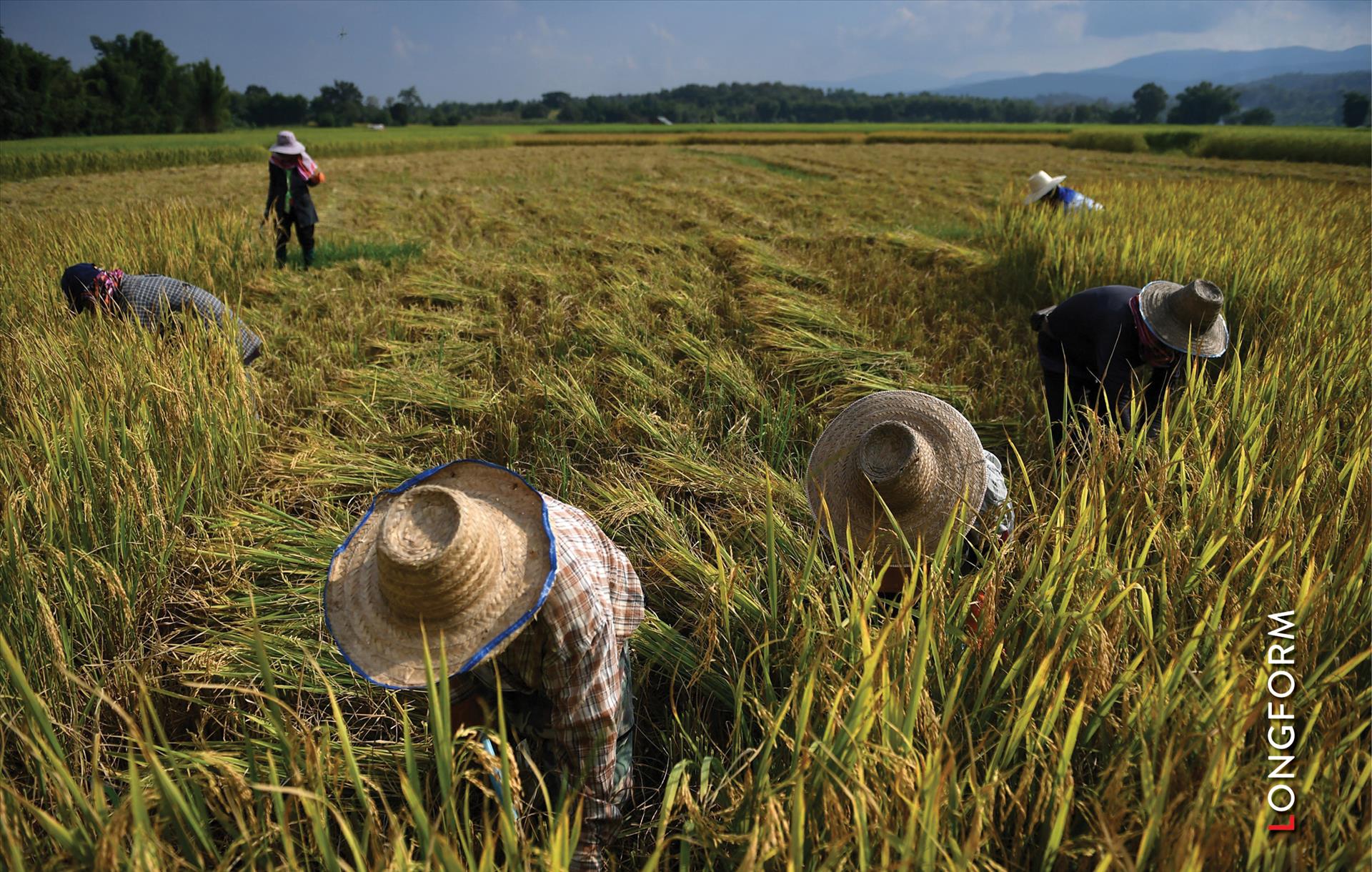 ASEAN Builds a Sustainable Agriculture Foundation