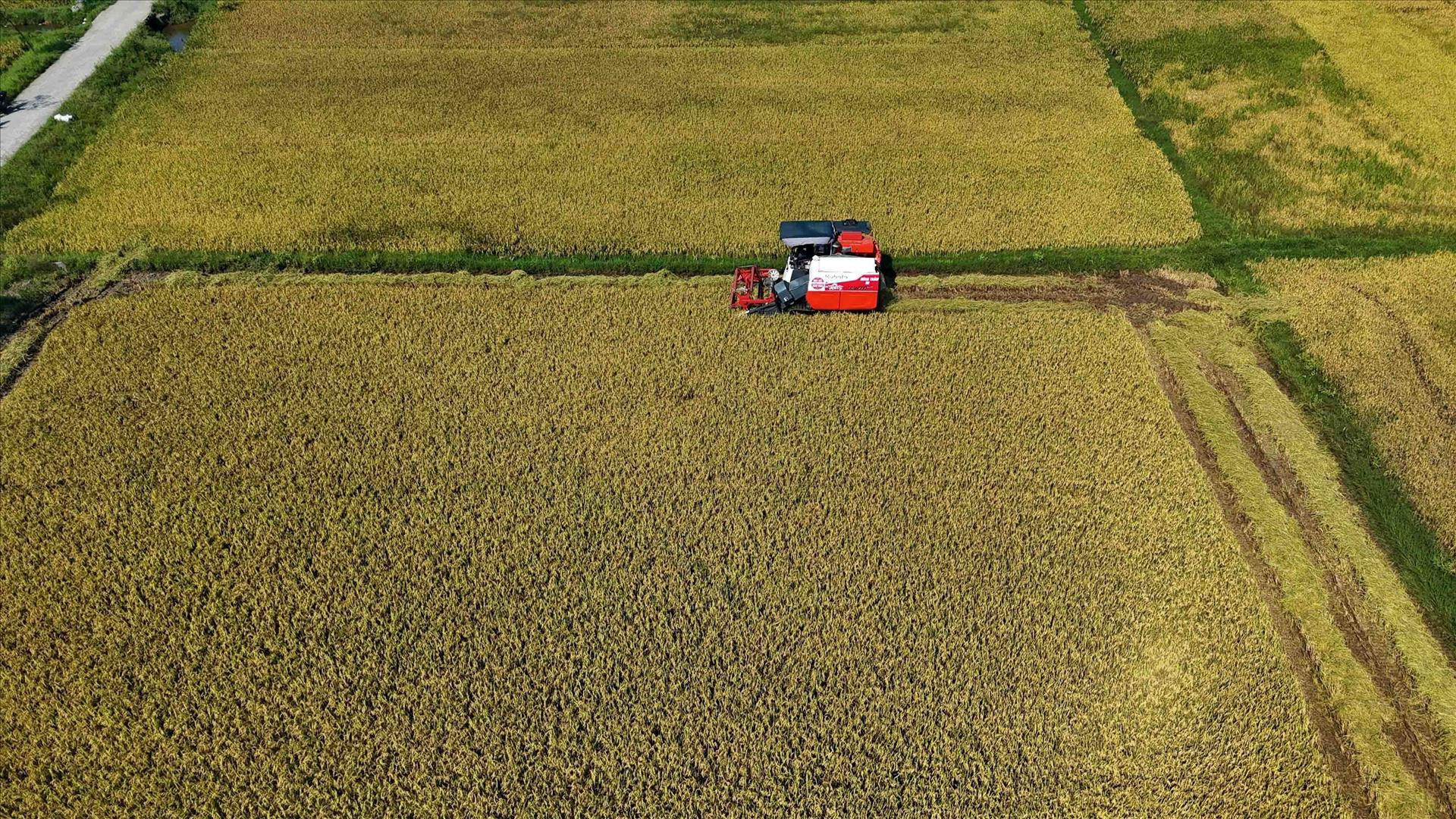 Hà Tĩnh đẩy nhanh thu hoạch lúa xuân