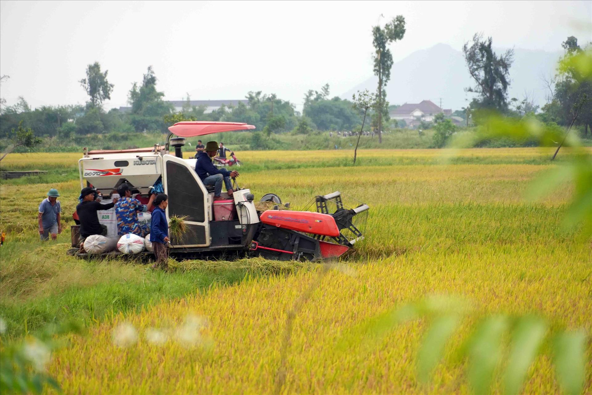 Hà Tĩnh đẩy nhanh thu hoạch lúa xuân