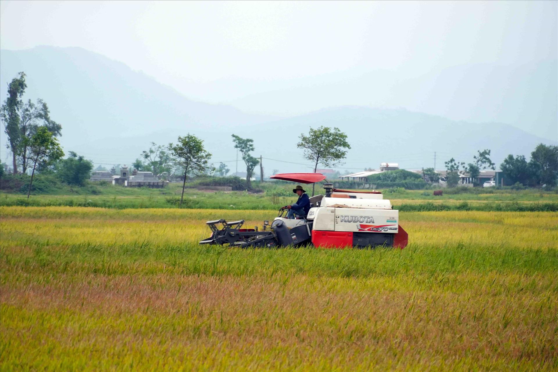 Hà Tĩnh đẩy nhanh thu hoạch lúa xuân