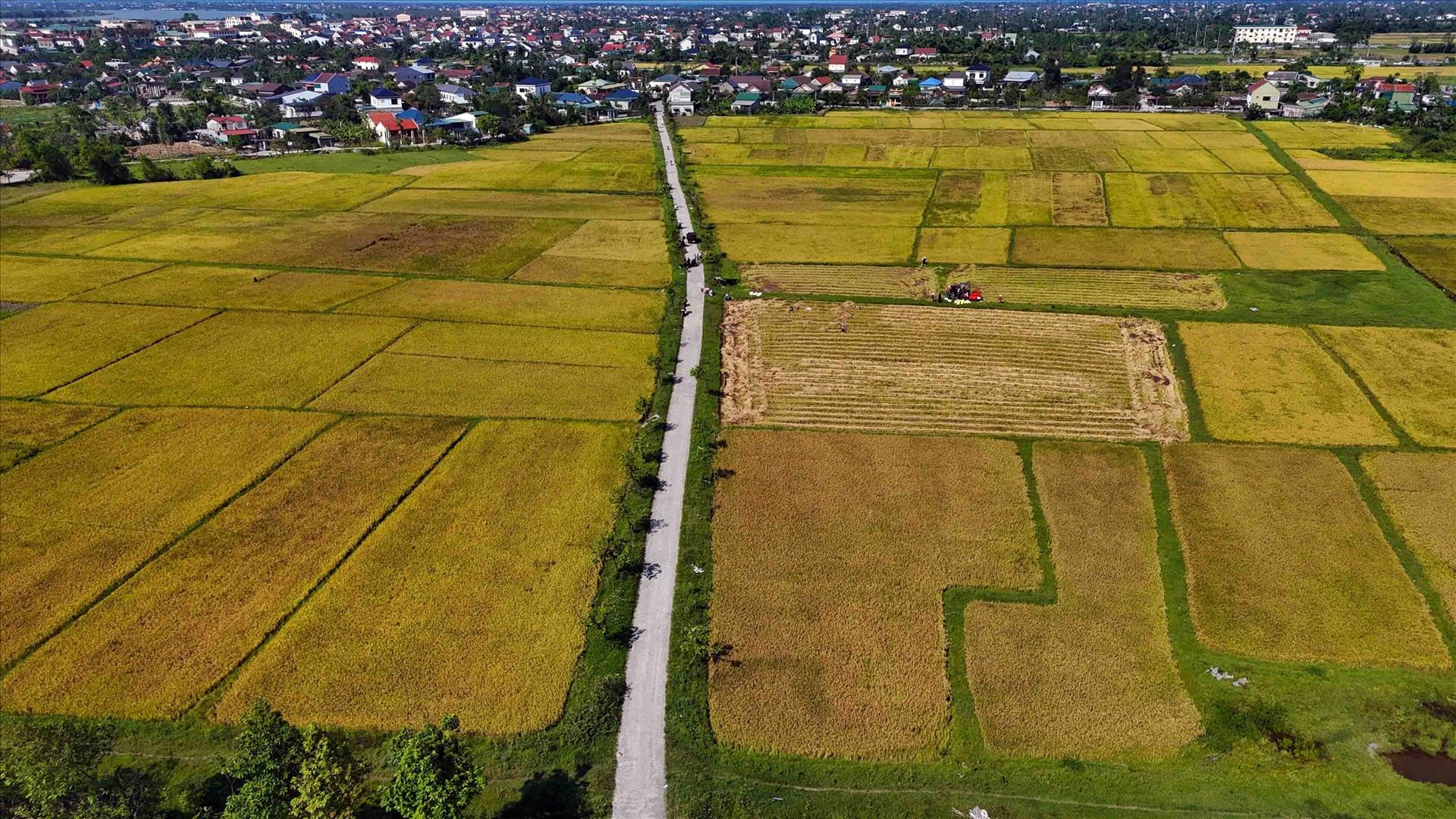 Hà Tĩnh đẩy nhanh thu hoạch lúa xuân