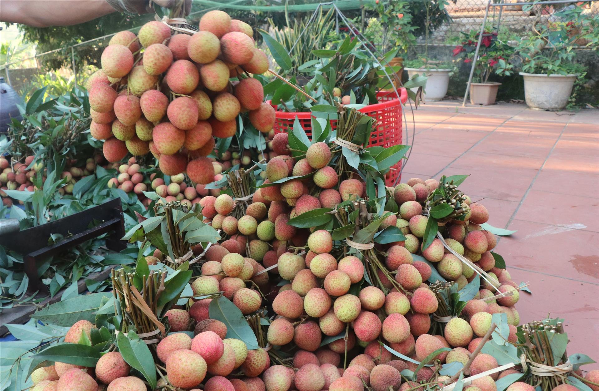Early Lychee Harvest Begins in Bac Ninh