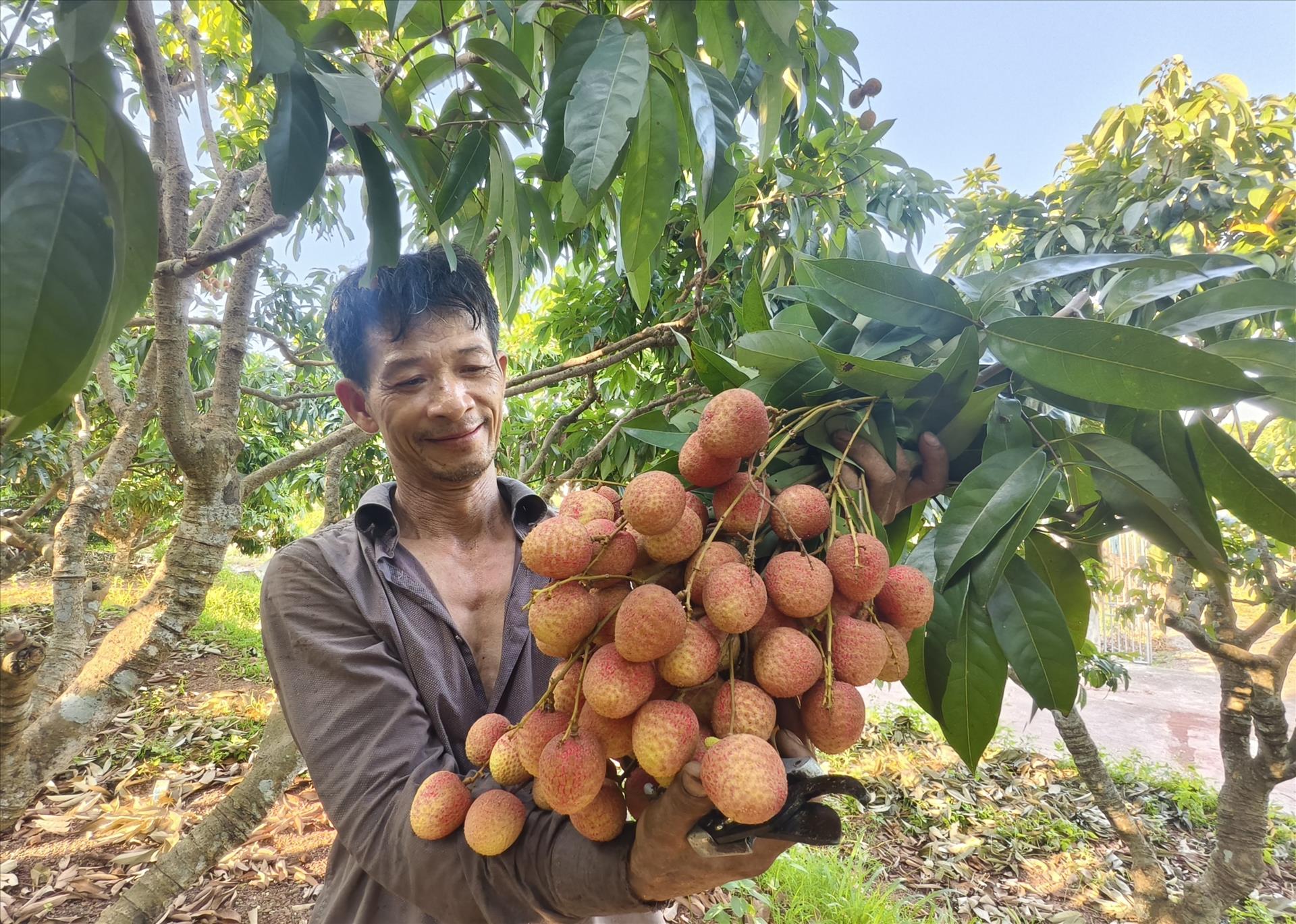 Early Lychee Harvest Begins in Bac Ninh