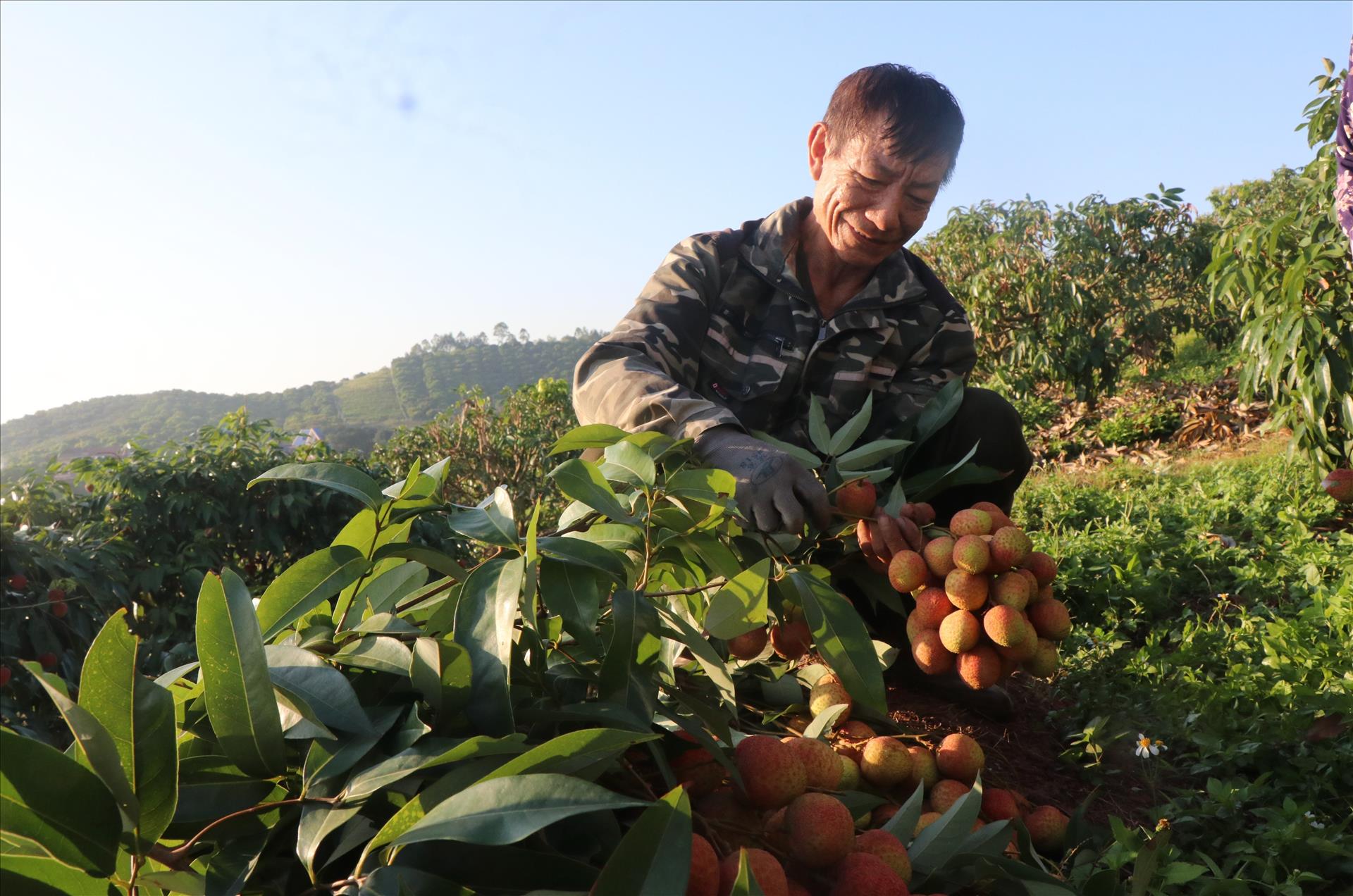 Early Lychee Harvest Begins in Bac Ninh