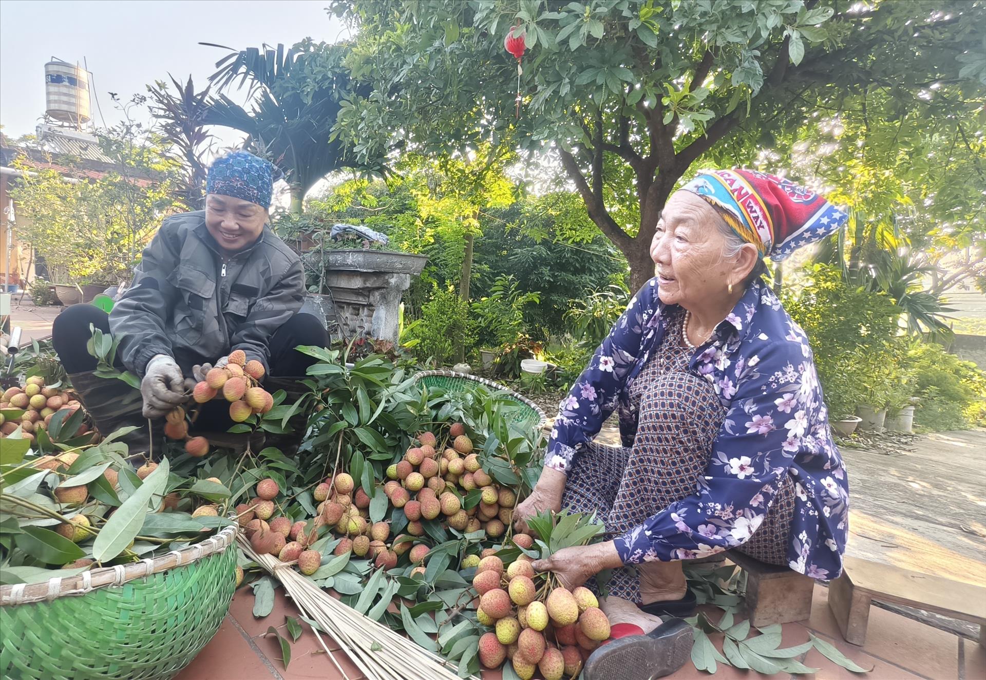 Early Lychee Harvest Begins in Bac Ninh