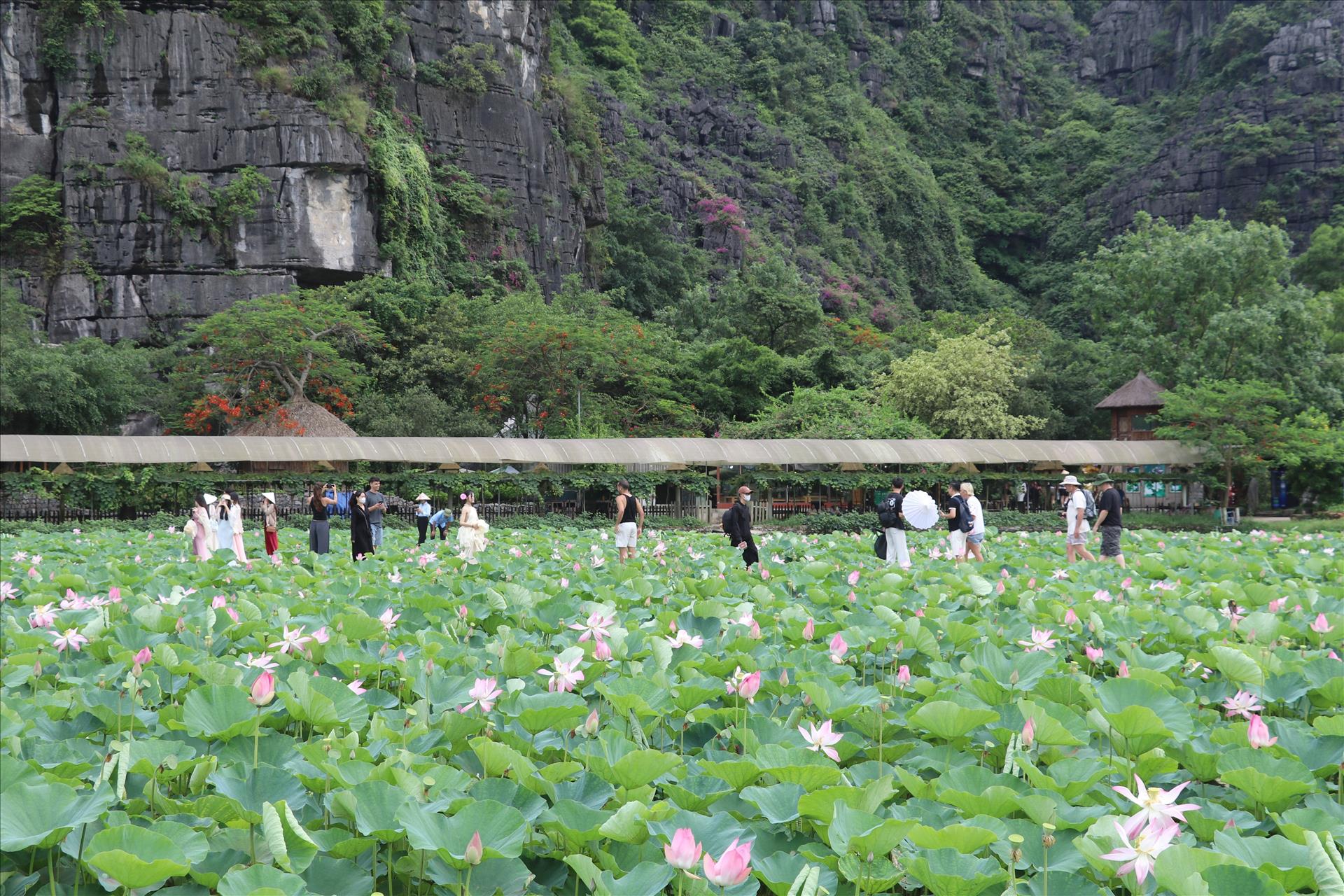 Ninh Binh Summers Fragrant with Lotus Blossoms