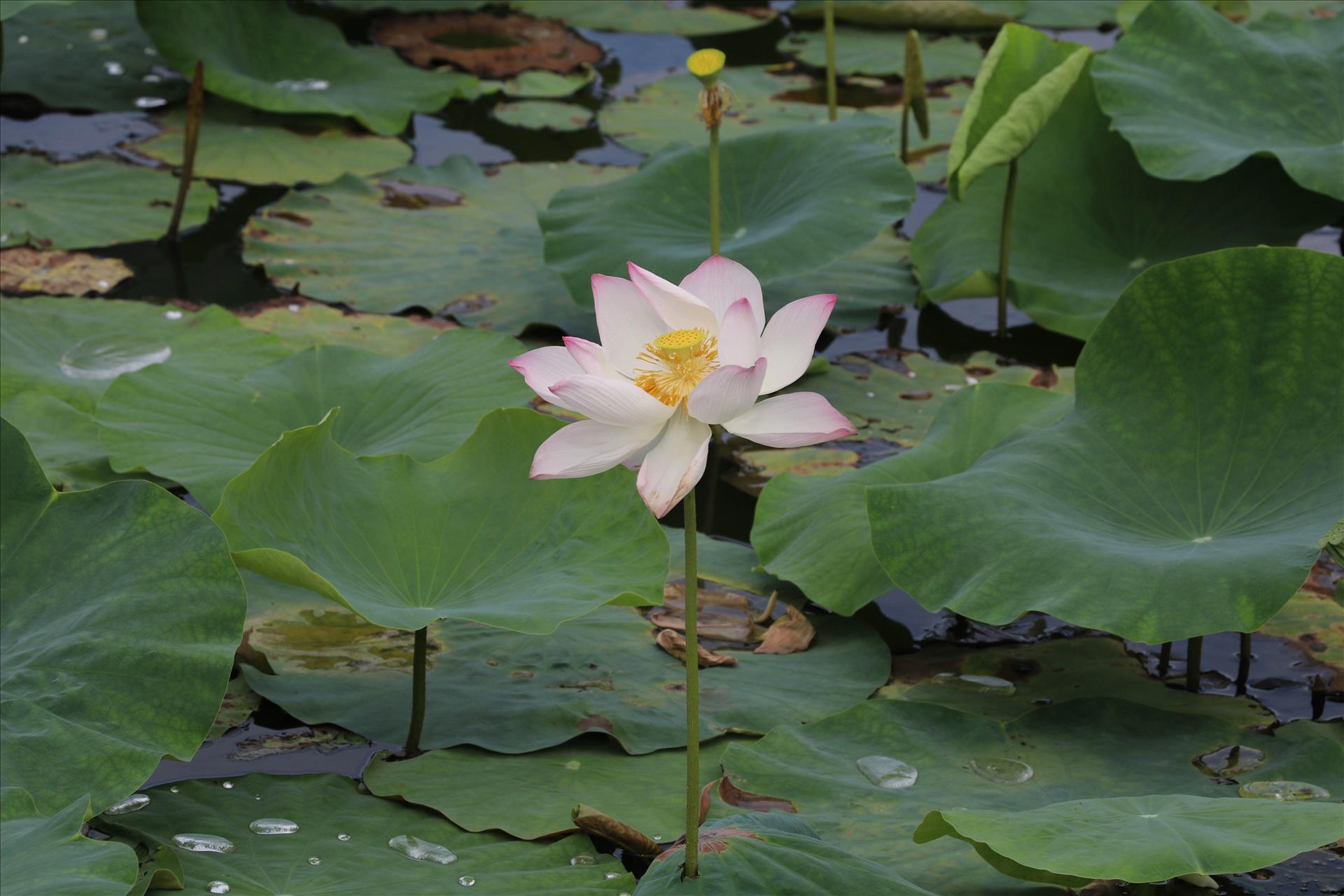 Ninh Binh Summers Fragrant with Lotus Blossoms