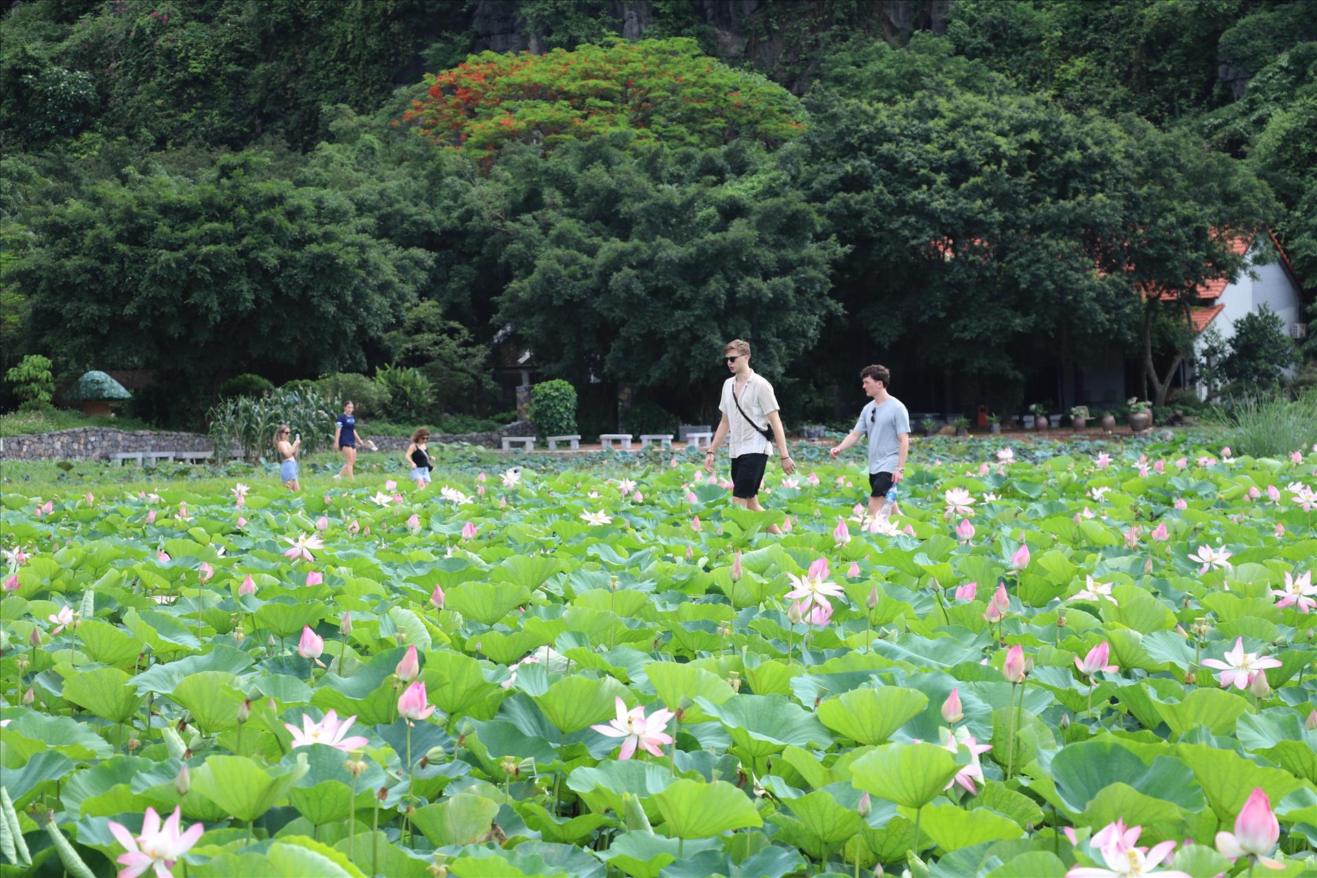 Ninh Binh Summers Fragrant with Lotus Blossoms