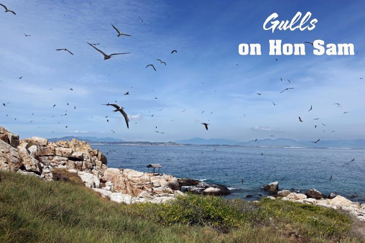 Gulls on Hon Sam