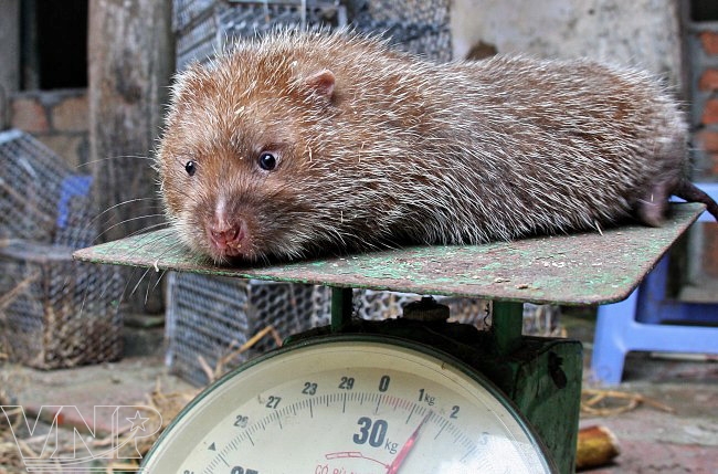 Làm giàu từ con dúi