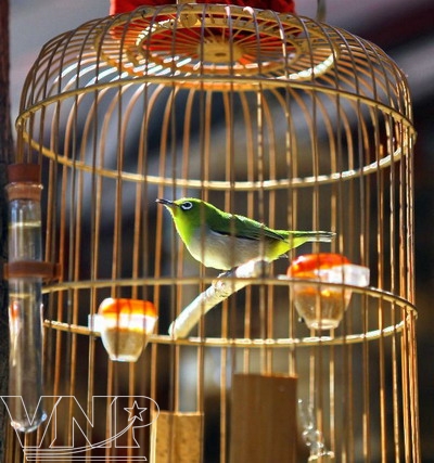 Lồng chim làng Vác