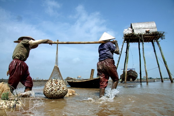 Trên cánh đồng ngao