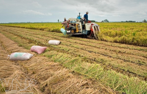 Làm giàu từ cây lúa