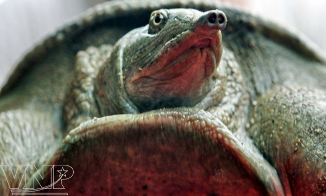 Ba ba gai Văn Hưng