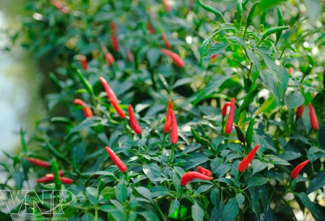 Làm giàu từ cây ớt