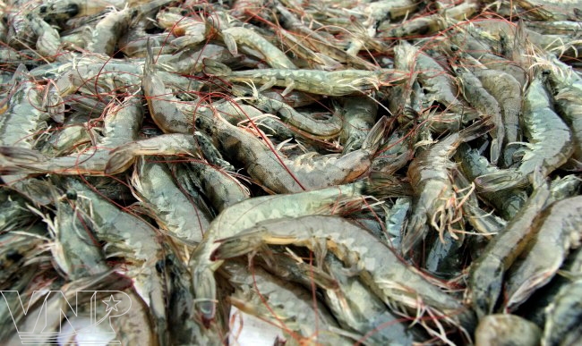 Raising Shrimp on Cat Ba Island