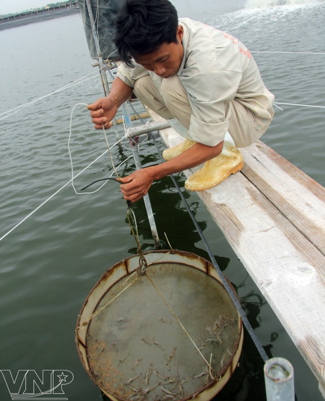 Raising Shrimp on Cat Ba Island