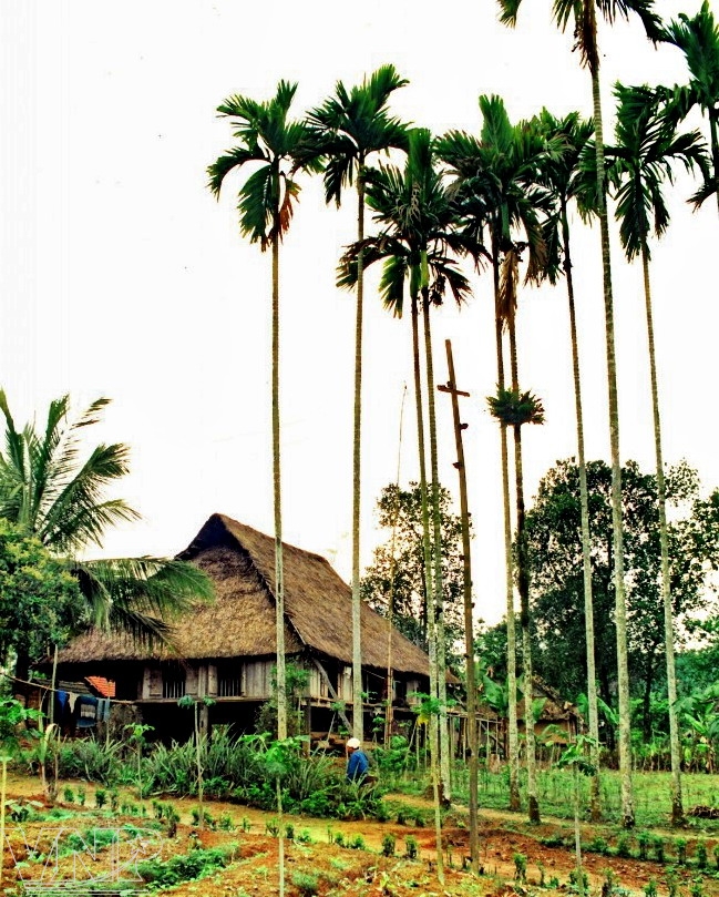 Văn hóa trầu cau