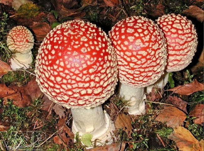 Cách nhận biết nấm độc