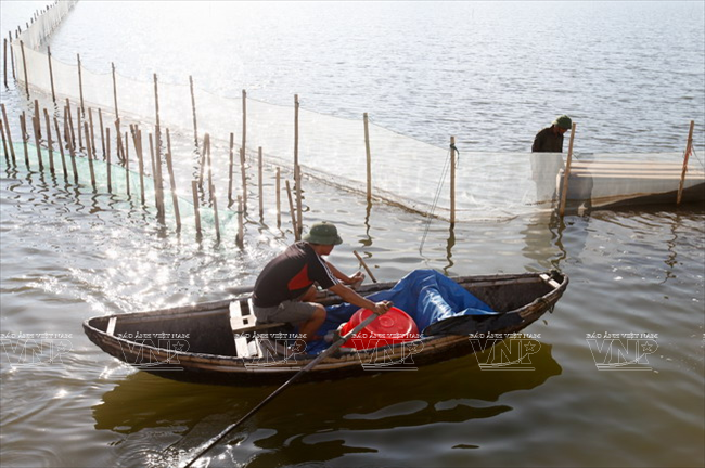 Raising Baby Clams in Thai Binh