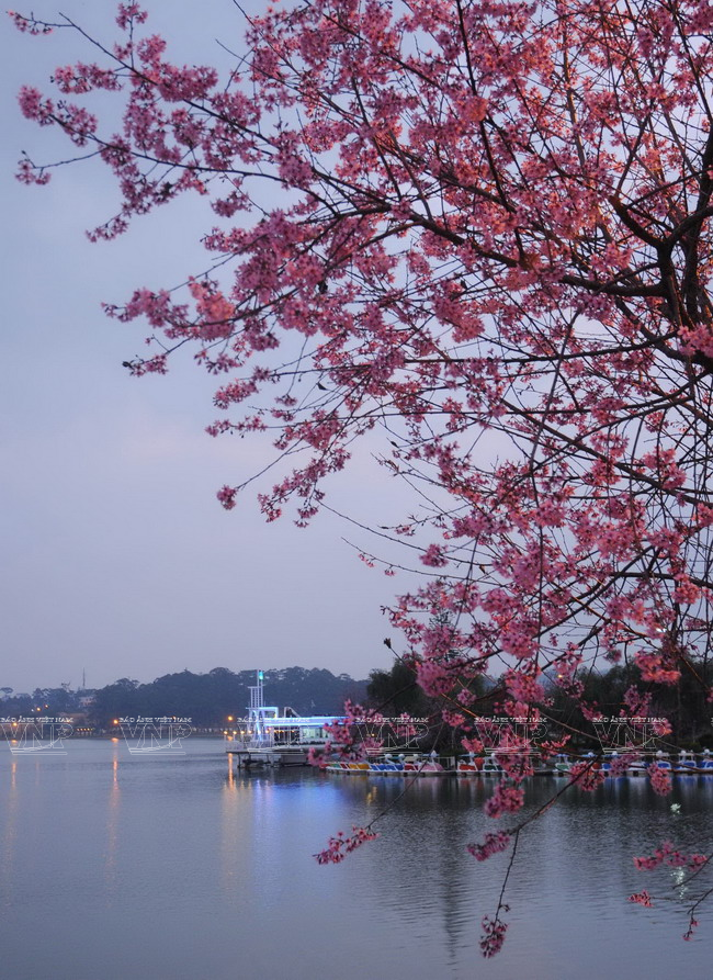 Da Lat during Mai anh dao Blooming Season