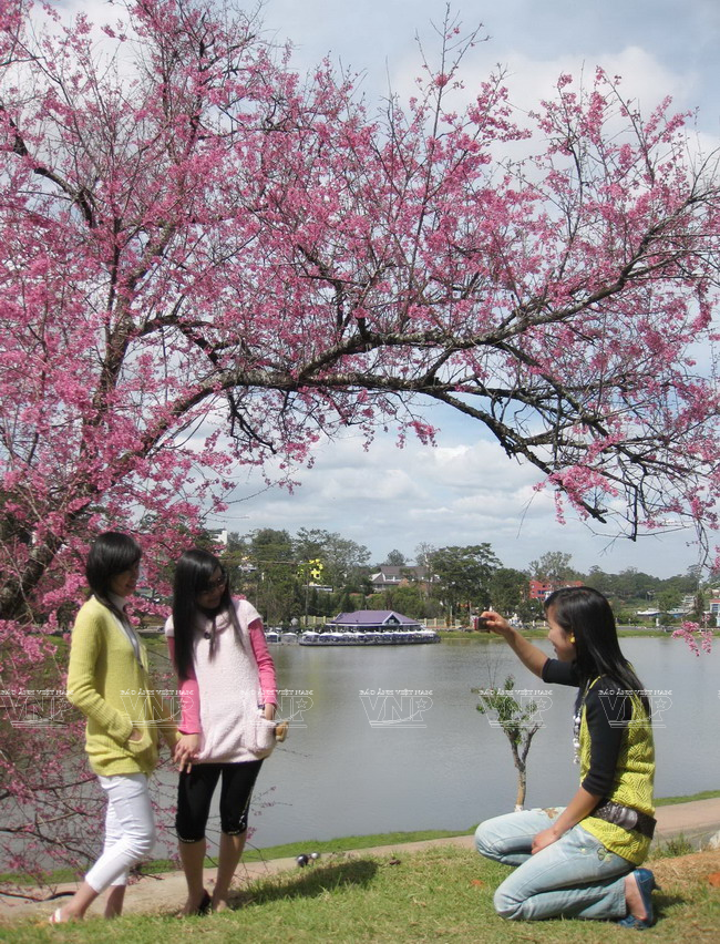 Da Lat during Mai anh dao Blooming Season