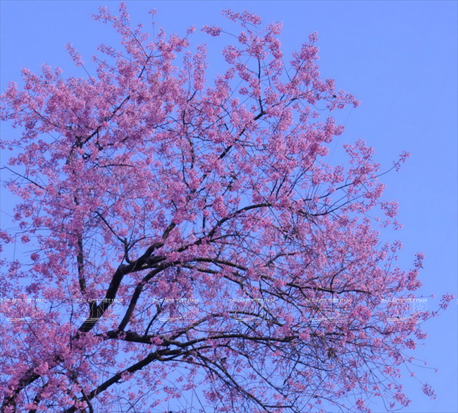 Da Lat during Mai anh dao Blooming Season