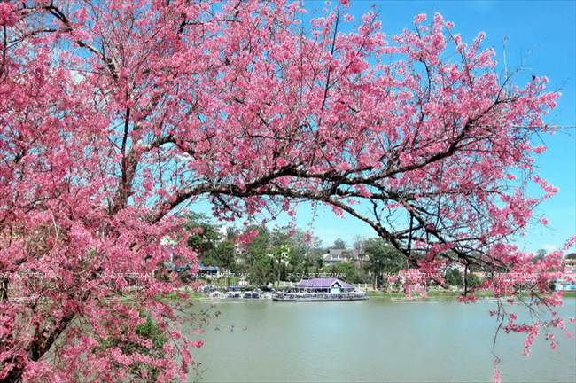 Da Lat during Mai anh dao Blooming Season
