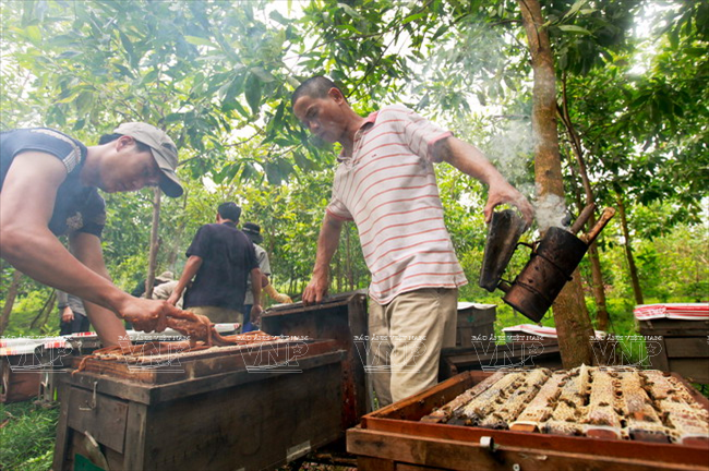 VINAPI - Vietnam’s Leading Honey Producer