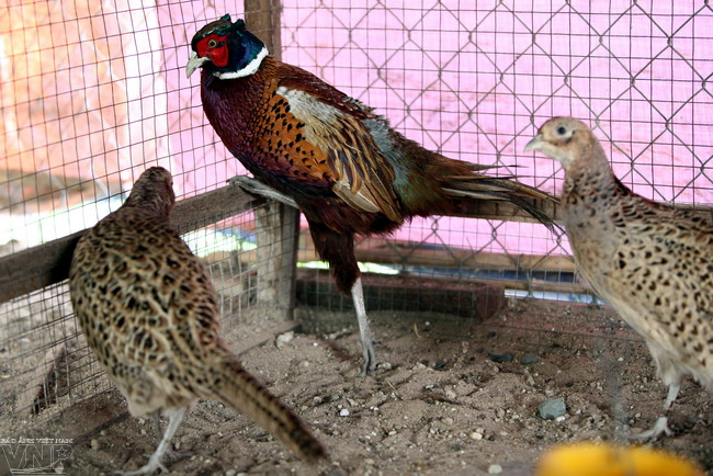 Raising Wild Animals in Cu Chi