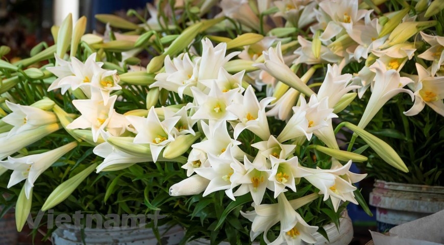 April white lilies in Hanoi