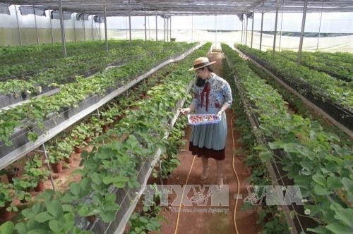 Da Lat: Farm tours attractive to visitors